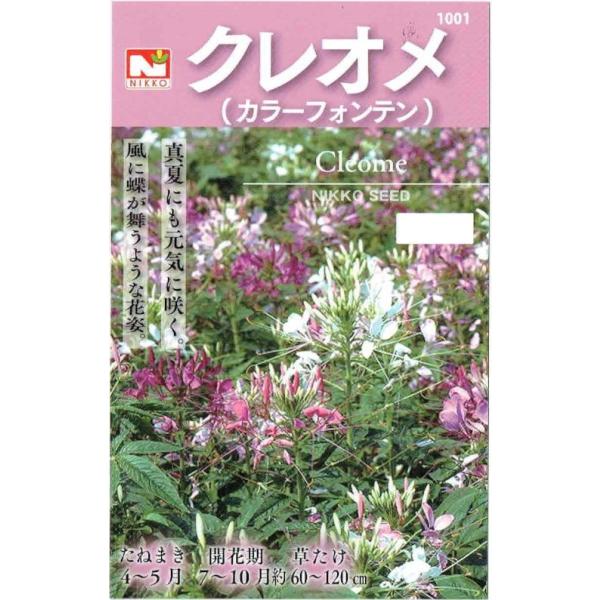 花が少なくなる真夏にも元気によく開花します。雄しべが突出している姿がユニークで、風に蝶が舞うような美しい花姿から別名風蝶草とも呼ばれています。毎日先端に向かって次々に開花し、夏の間長く花を楽しめる、育てやすい草花です。