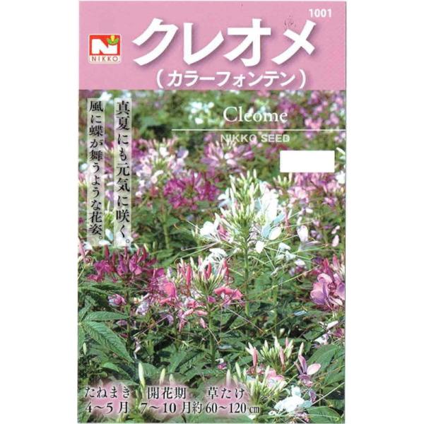 花が少なくなる真夏にも元気によく開花します。雄しべが突出している姿がユニークで、風に蝶が舞うような美しい花姿から別名風蝶草とも呼ばれています。毎日先端に向かって次々に開花し、夏の間長く花を楽しめる、育てやすい草花です。
