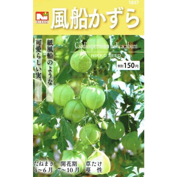 夏の頃小さい白花が咲き、直径３ｃｍ位の緑色の紙風船をふくらませたような実がたくさんぶら下がり、指で押さえるとポンと破れて子供のおもちゃに好適。熟して黒くなった種子に目鼻を入れると丁度猿の顔に見えるので面白い。葉も美しいもみじ葉で垣根やアーチ...