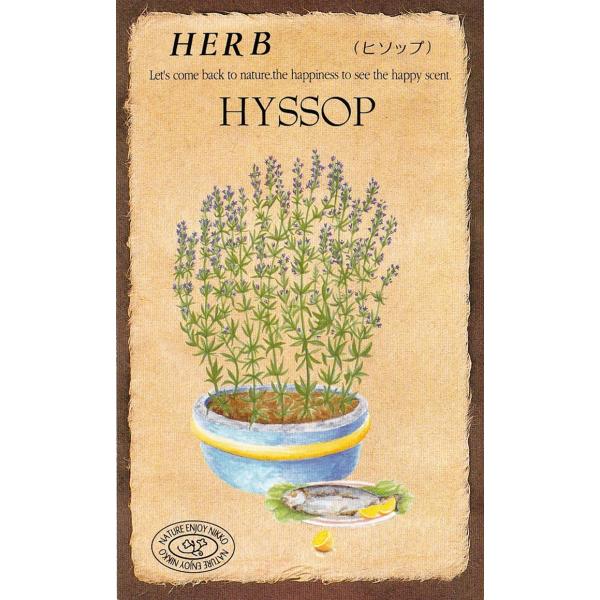 遠くから見るとラベンダーと見違える程の美しい青紫色の花で、穂状に咲きます。昔から薬草として栽培され、細く柳の葉によく似た姿からヤナギハッカとも呼ばれています。ユダヤ教では”聖なるハーブ”とされ、清めとして利用されていたそうです。さわやかな苦...