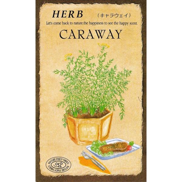 真夏に小さい花を咲かせ、甘い香りをただよわせます。新鮮で香りのよい若葉は、そのまま刻んでスープやサラダ料理に利用できます。ヨーロッパ（特にドイツ）では、昔から今日に至るまで人気のあるハーブです。キャラウェイは、魔女からの護身や人と人との別離...