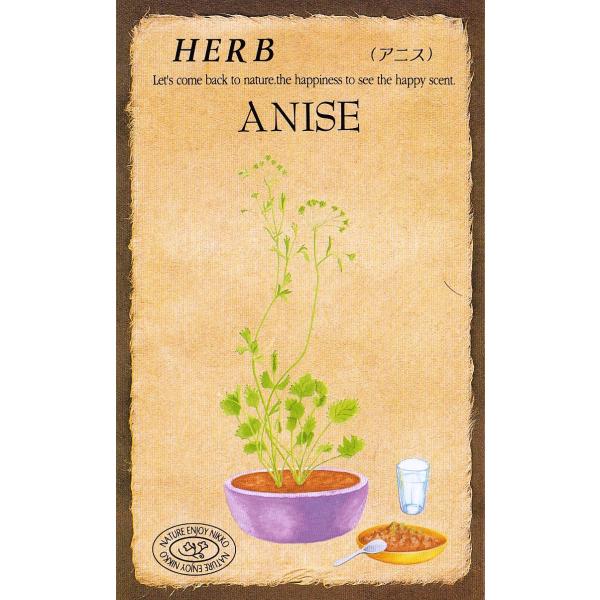 鳥の羽のような形の葉、ラテン語では”羽毛”の意味があるようです。種子には甘い独特の香りがあり、消化を助けるハーブとしてクッキー、ケーキなどに利用されています。エジプトでは何百年もの昔から食用、飲食、薬用として多く栽培されてきました。白く小さ...
