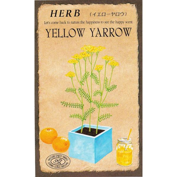 キク科の多年草。ハーブティーやサラダに利用できます。主に観賞用・ドライフラワーとして利用されています。