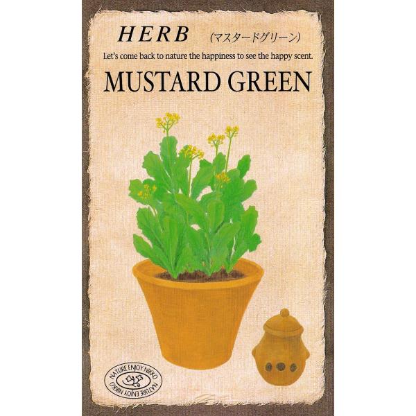 香辛料として有名なマスタード、その種子と縮みがかった葉を利用しますが、共にピリッと辛さがあります。このマスタードグリーンは、辛さをもう少しさわやかにしたタイプで、サラダ料理やからし漬けとして、よく利用されます。
