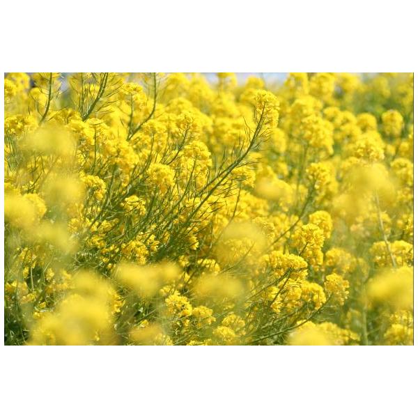 日本で育成された半耐寒性一年草。早咲き性、強い茎、濃緑のチリメン葉に黄金色の大きな総状の花は見事です。草丈６０〜８０ｃｍでよく分枝します。摘菜食用として蕾の頃に上部の茎を一緒に摘んで春の香りを食卓に！