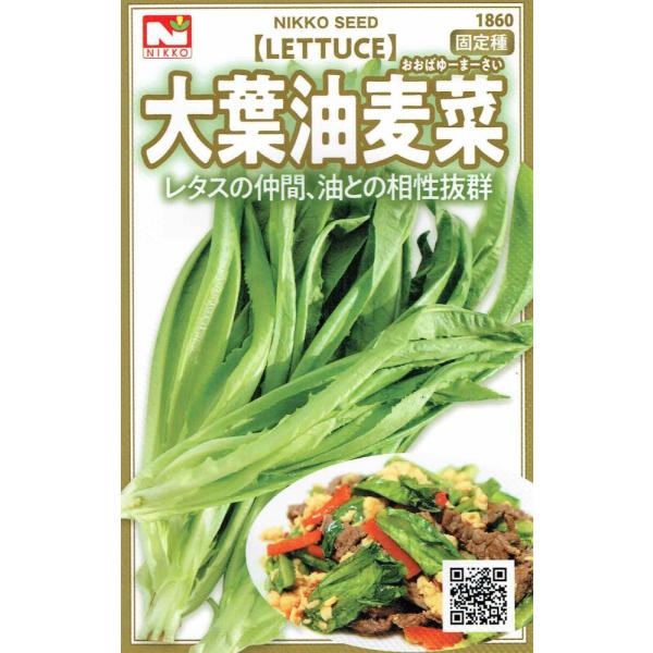 東アジアで昔から栽培される人気のレタスの仲間です。栄養豊富で甘みもありおいしい。生サラダの他、油との相性抜群で炒め物など利用方法は様々。暑さ・寒さに強く栽培カンタンな品種です。大葉油麦菜（おおばゆーまーさい）の種子,大葉油麦菜（おおばゆーま...