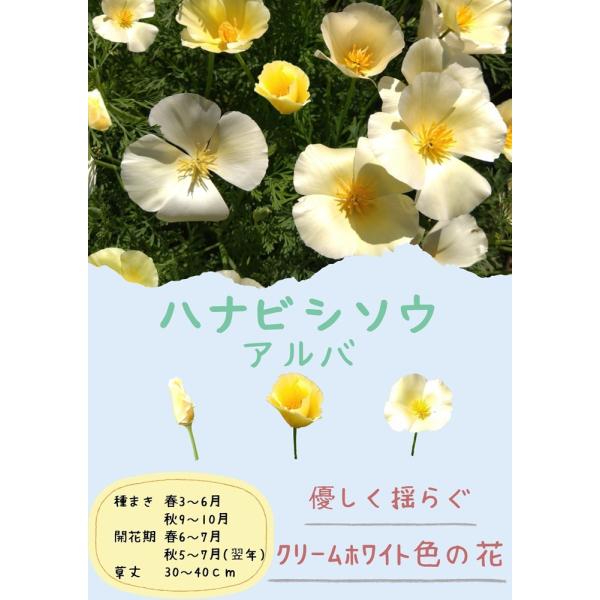 ヒナゲシに似た薄く柔らかい4枚の花びらが美しい花で、晴天時に開き、雨天や曇天などの日が当たらない場合には閉じるという性質があります。栽培は寒さに注意すれば簡単に育てることができます。                    花色はクリームホワ...