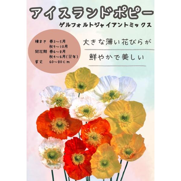 ・紙細工のような薄い花弁で花径7〜8ｃｍ位の巨大輪で、花色は赤・白・黄等があります。・すらりとしたスタイルは、初夏の花壇になくてはならない花です。・花壇に群植すればひときわ目立つ草花です。アイスランドポピーの種子,アイスランドポピーのタネ,...