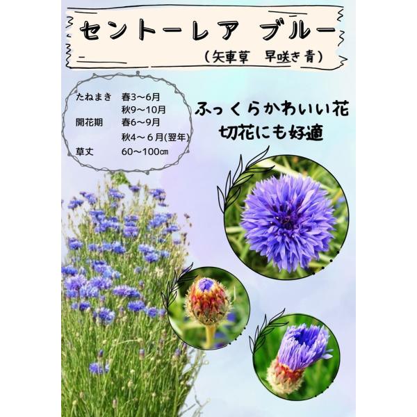 耐寒性1年草の早咲き系ヤグルマソウです。寒さに強い丈夫なタイプで栽培が簡単です。花壇・コンテナ用のポット苗出荷もでき、休耕田や道路わきなどの緑化用や大型花壇にも広く利用されています。花色は青で切花にも最適です。矢車草の種子,矢車草のタネ,八...