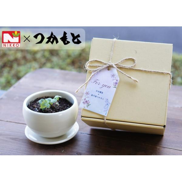 益子焼最大の窯元「益子焼つかもと」と創業70年を超える種苗専門店「日光種苗」がコラボ。一つひとつ手作りで仕上げた特別なポットで手軽にハーブ栽培が楽しめます。ハーブ種と益子焼栽培セットの苗,はーぶ種と益子焼栽培せっとの苗,ハーブ種ト益子焼栽培...