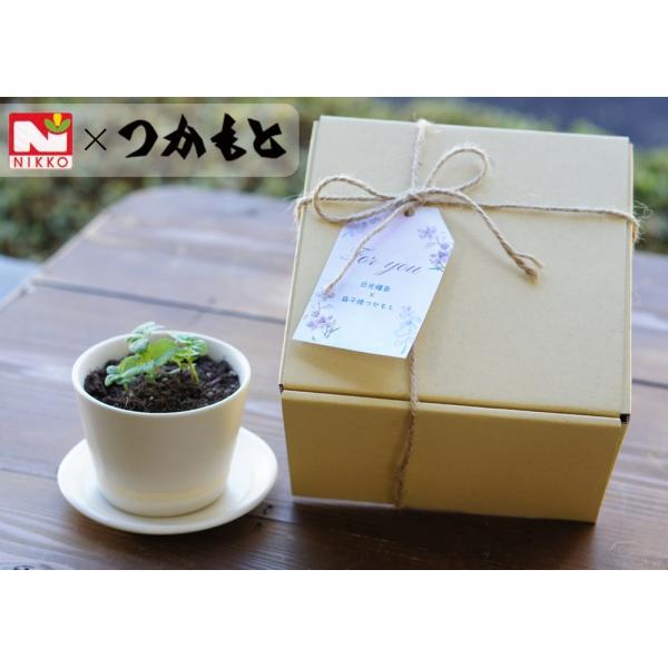 益子焼最大の窯元「益子焼つかもと」と創業70年を超える種苗専門店「日光種苗」がコラボ。一つひとつ手作りで仕上げた特別なポットで手軽にハーブ栽培が楽しめます。ハーブ種と益子焼栽培セットの苗,はーぶ種と益子焼栽培せっとの苗,ハーブ種ト益子焼栽培...