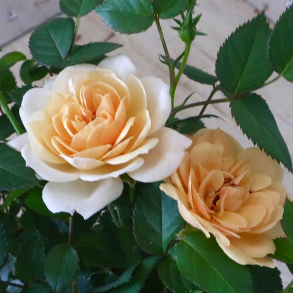 数ある中からご覧頂きありがとうございます。ミニバラ『モカフェローズ』です。　白地に薄いアプリコットが乗るエレガントなお色のミニバラ。蕾が開くとアプリコット〜オレンジになり、咲き進むとピンクがかった色合いになります。　とてもシックな色合いです...