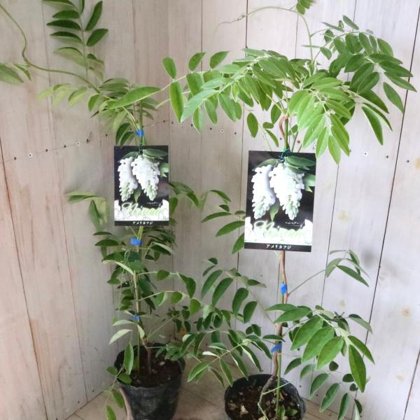 数ある中からご覧頂きありがとうございます。アメリカフジ『ニベア』です。初夏と晩夏に二回咲く、二季咲きの植物です。アメリカフジの変種で若木のうちから開花する花付きの良い美しい白花の品種です。ボリューム感のある花を若い木のうちから咲かせる優れた...