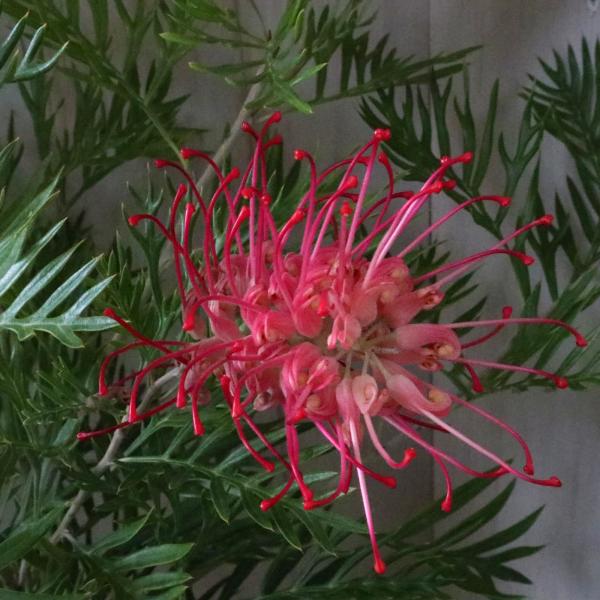 数ある中からご覧頂きありがとうございます。グレビレア『ロビンゴードン』です。グレビレアは花の形と葉の切れ込みに特徴があり、非常に美しい花が咲きます。ロビンゴードンはグレビレアの代表的な品種です。赤い絹糸が集まったような花を咲かせ、緑色の葉は...