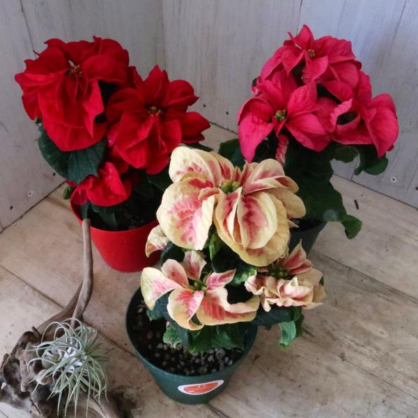 数ある中からご覧頂きありがとうございます。※３色のうち１色をお選びいたします。お色おまかせポインセチア『ウィンターローズ』です。お洒落なバラ咲きポインセチアです。クシュっとしたお花がとても可愛いです。クリスマスのウェルカムフラワーにぴったり...