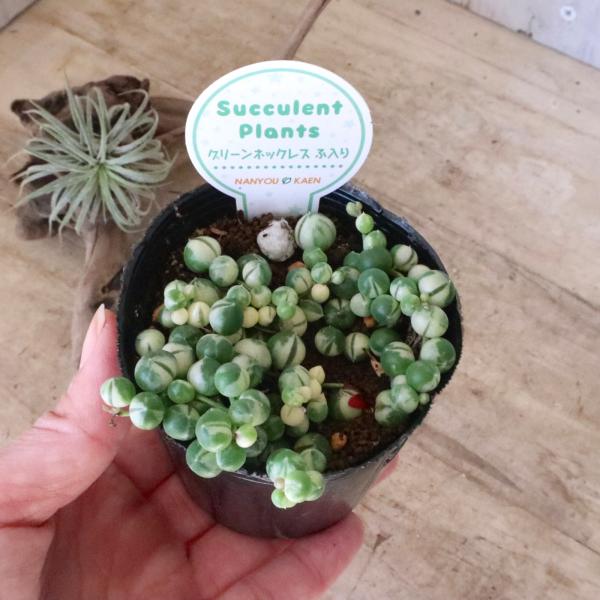 数ある中からご覧頂きありがとうございます。『斑入り　グリーンネックレス』です。コロコロとしたマーブル模様のような葉っぱが人気です。可愛い斑入りネックレスになります。一般的な緑タイプよりも生育が遅いので、ゆっくり成長を楽しめます＾＾風水では寝...