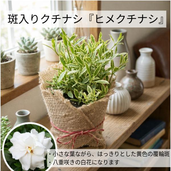 数ある中からご覧頂きありがとうございます。斑入りクチナシ『ヒメクチナシ』です。小さな葉ながら、はっきりとした黄色の覆輪斑が入り、地色の緑色とレモンイエローの斑がとても美しい姫クチナシです＾＾八重咲きの白花になります。クチナシの中で葉や花が小...