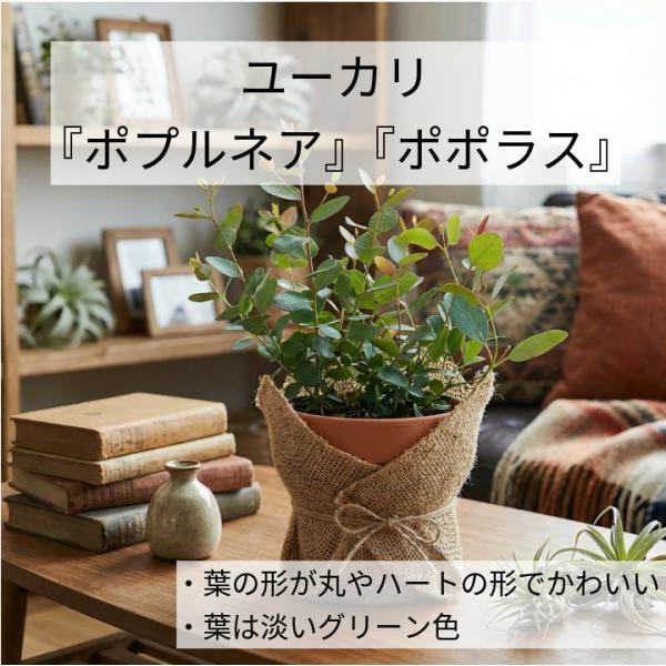 数ある中からご覧頂きありがとうございます。ユーカリ『ポプルネア』『ポポラス』です。葉がハートのような形をしている人気のユーカリで、ポポラス、ポリアンセモス、ハートリーフユーカリとも呼ばれています。葉の形が丸やハートの形でかわいいユーカリです...