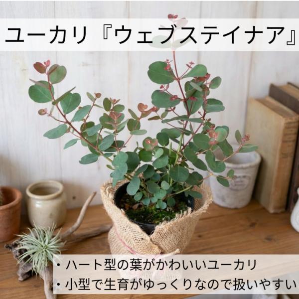 数ある中からご覧頂きありがとうございます。ユーカリ『ウェブステイナア』です。ハート型の葉がかわいいユーカリです。綺麗なシルバーでとても観賞価値の高い品種です。ウェブステリアナはハート型ユーカリの中でも小型で生育がゆっくりなので扱いやすいです...