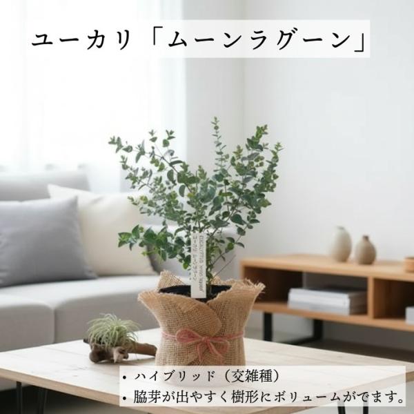 数ある中からご覧頂きありがとうございます。ユーカリ『ムーンラグーン』です。ユーカリには珍しい小さな葉と美しいコバルトブルーの葉色が魅力のハイブリッド品種です。一般のユーカリより青みが強く、水色の近い綺麗なお色になります＾＾Eucalyptu...