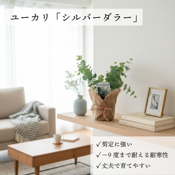 数ある中からご覧頂きありがとうございます。ユーカリ『シルバーダラー』です。「銀のドル」と直訳できるように、硬貨のようにまん丸で、銀色に光る葉が魅力的な品種です＾＾光の角度によって銀色が強くなり、周りを照らす姿は非常に綺麗で、葉だけで十分に観...