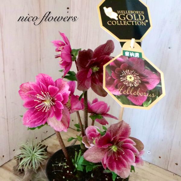 数ある中からご覧頂きありがとうございます。クリスマスローズ　雪の妖精『HGC フーリールビー』です。雪の妖精原種ニゲル種と交配種を交配することで生まれました。本来ニゲル種は咲き始めは純白ですが、マダムラモニエの交配をヒントに生まれた次世代の...