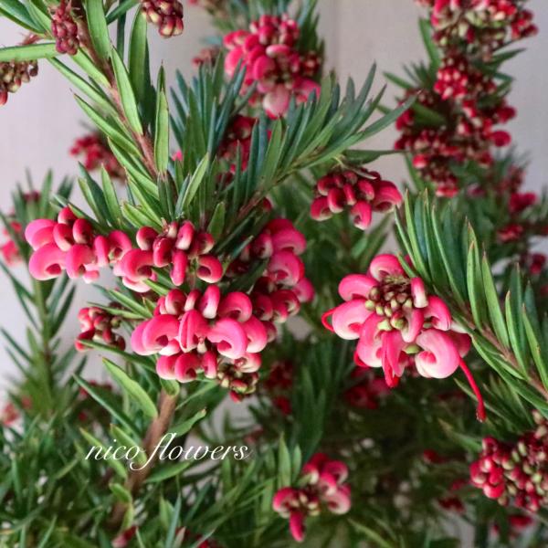 数ある中からご覧頂きありがとうございます。グレビレア『ジョンエバンス』です。グレビレアは花の形と葉の切れ込みに特徴があり、非常に美しい花が咲きます。ジョンエバンスは冬から春にかけて、スパイダーのような個性的な形をした赤い花を枝いっぱいに咲か...