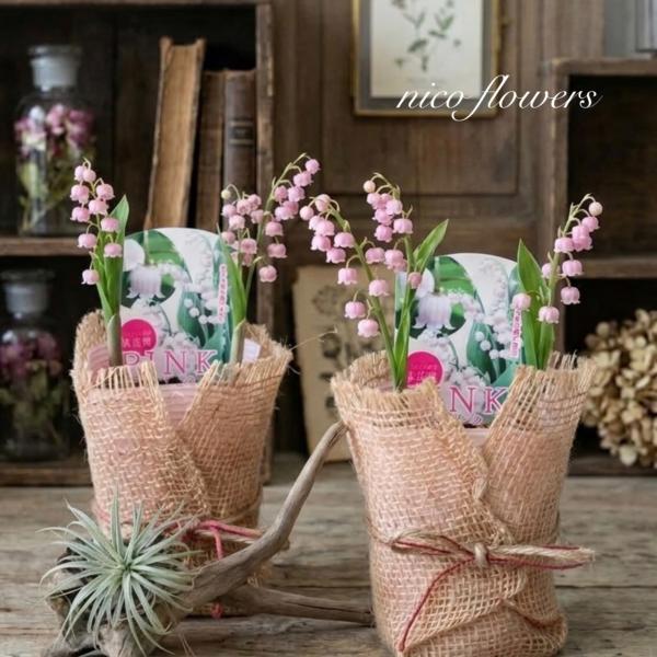 数ある中からご覧頂きありがとうございます。ドイツスズラン『ピンク』です。　桃花のドイツスズラン♪日本スズランに比べて、大変花付きが良く香りも強い品種です。咲き始めが特にピンク色が濃くなるため、ピンクスズランとして流通しています。開花がピーク...