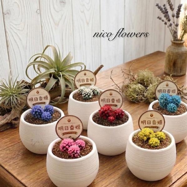 数ある中からご覧頂きありがとうございます。お色おまかせ?４色セットサボテン『明日香姫』です。とってもカラフル＾＾なんとも可愛らしい、小さなサボテン♪本来、トゲの色は「白」。。それをサボテンに着色しています。着色によって植物に害が出たことはな...