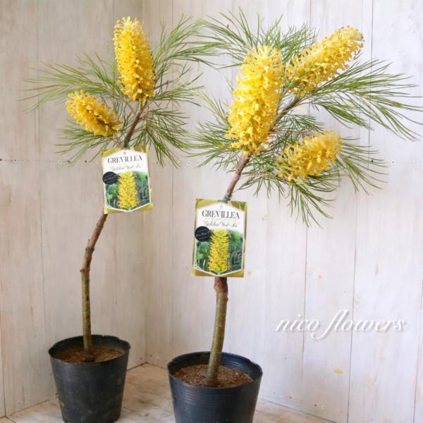 数ある中からご覧頂きありがとうございます。グレビレア『ゴールデンユーロ 』です。初夏に人目を引く黄色の花を咲かせます。深く切れ込んだ形の葉も綺麗です♪グレビレアの中では成長が早くシンボルツリーにも最適です。ユニークなお花が印象的なオーストラ...