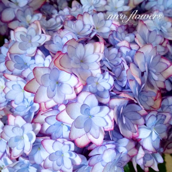 数ある中からご覧頂きありがとうございます。紫陽花『ひな祭りルナ　ブルー』です。八重咲きで白地に濃い覆輪の入る装飾花が特徴的なアジサイでガク咲きとなるひな祭りのテマリ咲きタイプです。幾重にも重なった覆輪のコントラストが鮮やかでとても美しい紫陽...