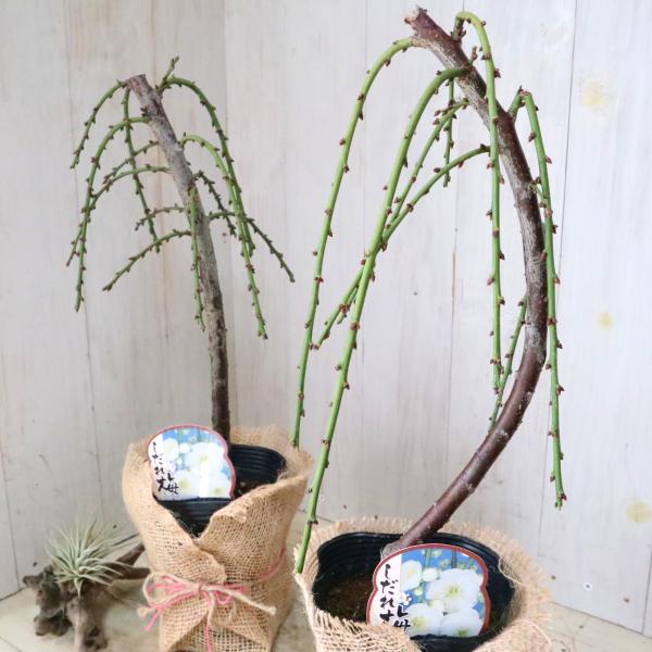 数ある中からご覧頂きありがとうございます。しだれ梅『司』です。寒さが残る大気の中、白く美しく咲き誇る姿はとても気品がある枝垂れ梅です。枝垂れ梅は美しく枝垂れる枝から香りのよい花が早春から春へ、一輪また一輪と咲くゆかしさがうれしい花木です。栽...