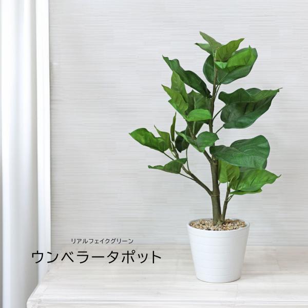 当店の観葉植物は大人気！累計販売本数が100000本を突破いたしました！本年度も人気の観葉植物を幅広く取り揃えております。