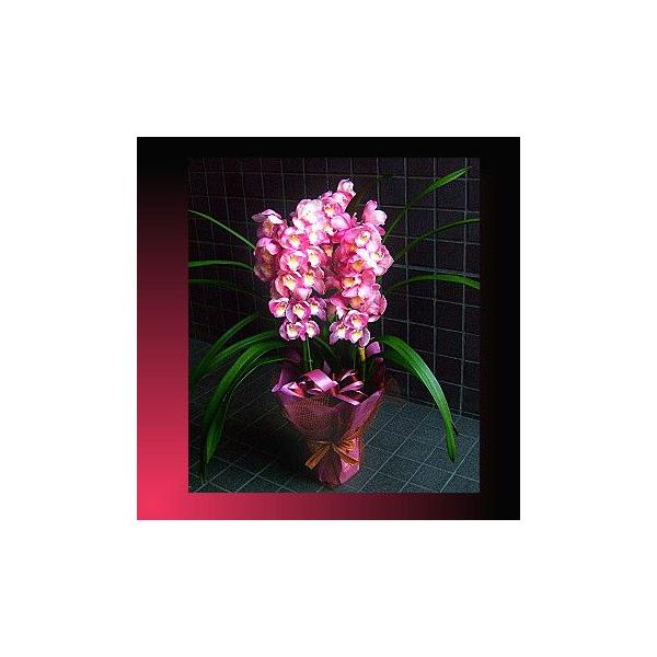 旬のおまかせ洋ランです。洋蘭の種類はお任せですので、お安くご提供させていただきます。（シンビジューム、デンドロビューム、デンファレ、コチョウランなど）キャリアのあるフローリストがご用途に合わせて丁寧にラッピングしております。入荷した胡蝶蘭の...