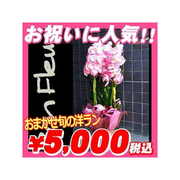 旬のおまかせ洋ランです。洋蘭の種類はお任せですので、お安くご提供させていただきます。（シンビジューム、デンドロビューム、デンファレ、コチョウランなど）キャリアのあるフローリストがご用途に合わせて丁寧にラッピングしております。入荷した胡蝶蘭の...
