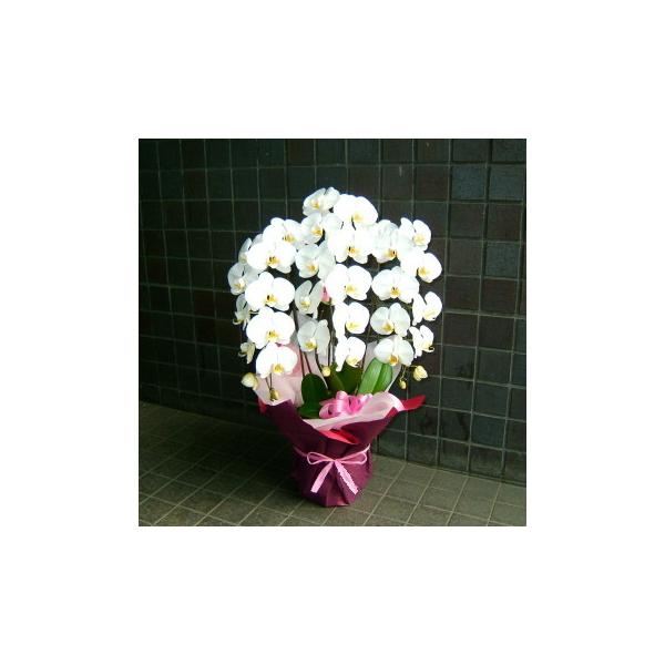 お供え　お彼岸　花　法事　命日　ご葬儀　お通夜　お彼岸　お供え　胡蝶蘭を全国にお届け致します。最短即日発送対応こちらの胡蝶蘭は大輪タイプになります。しっかりした品質の胡蝶蘭のみお届け致します。こちらのお花、胡蝶蘭は最速お届けお彼岸　お供え　...