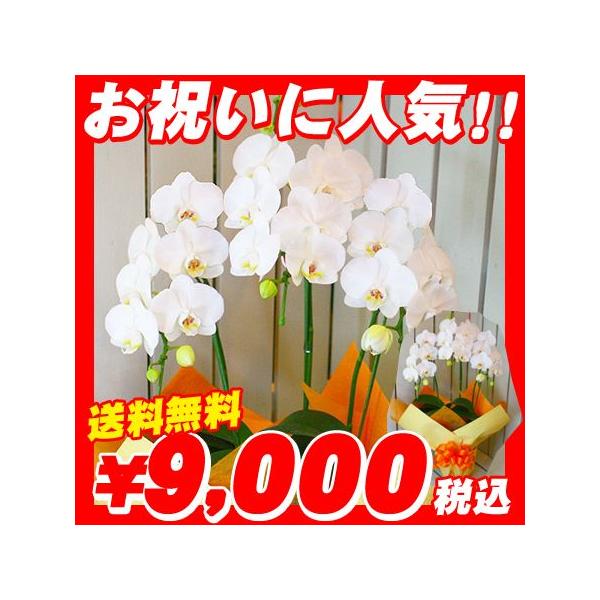 お祝の花ギフトに人気の胡蝶蘭　各種お祝いにお使いいただけます。胡蝶蘭　ギフトは各種お祝い、成人式、就任祝い、送別、お供え花　お供え、退職、定年退職、引っ越しお祝い、出産祝い、結婚式、成人式などにもお使いいただけます。お供え用、お盆、お供え花...