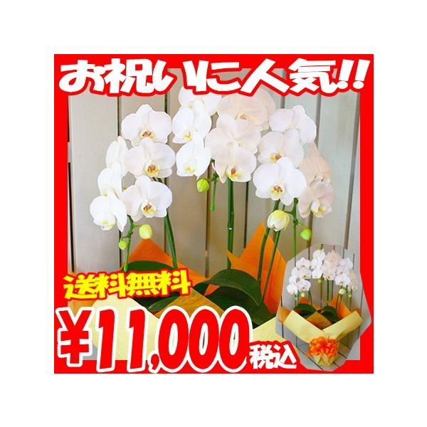 お祝の花ギフトに人気の胡蝶蘭　各種お祝いにお使いいただけます。胡蝶蘭　ギフトは各種お祝い、成人式、就任祝い、送別、お供え花　お供え、退職、定年退職、引っ越しお祝い、出産祝い、結婚式、成人式などにもお使いいただけます。お供え用、お盆、お供え花...