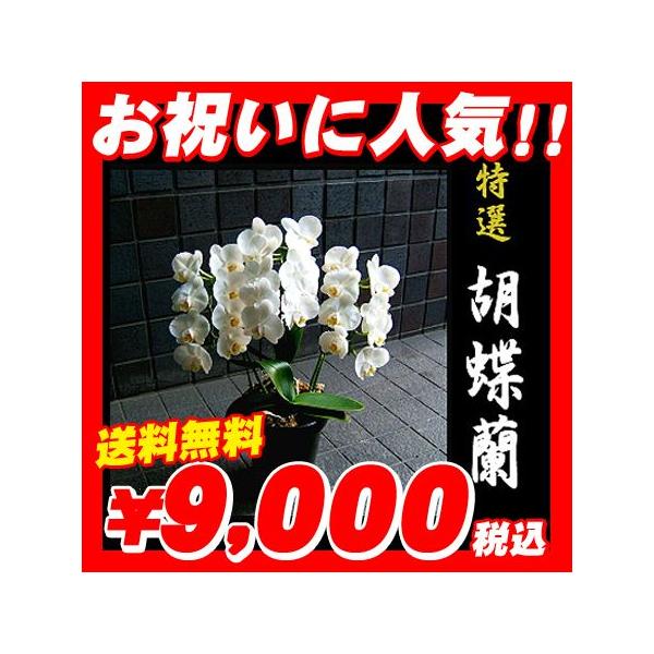 お祝の花ギフトに人気の胡蝶蘭　各種お祝いにお使いいただけます。胡蝶蘭　ギフトは各種お祝い、成人式、就任祝い、送別、お供え花　お供え、退職、定年退職、引っ越しお祝い、出産祝い、結婚式、成人式などにもお使いいただけます。お供え用、お盆、お供え花...