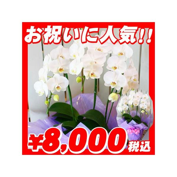 成人式の胡蝶蘭・記念日の胡蝶蘭・お祝いの胡蝶蘭・法人用ギフト胡蝶蘭・開店・開院の胡蝶蘭・お悔やみの胡蝶蘭・法事用の胡蝶蘭