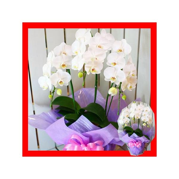 成人式の胡蝶蘭・記念日の胡蝶蘭・お祝いの胡蝶蘭・法人用ギフト胡蝶蘭・開店・開院の胡蝶蘭・お悔やみの胡蝶蘭・法事用の胡蝶蘭