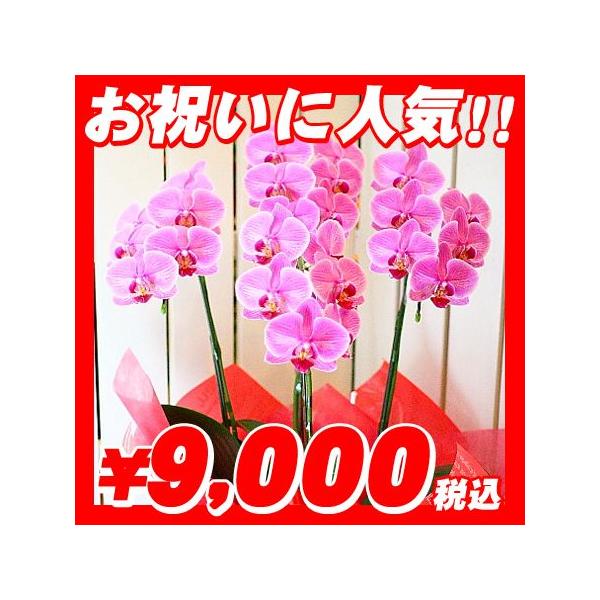 成人式の胡蝶蘭・記念日の胡蝶蘭・お祝いの胡蝶蘭・法人用ギフト胡蝶蘭・開店・開院の胡蝶蘭・お悔やみの胡蝶蘭・法事用の胡蝶蘭
