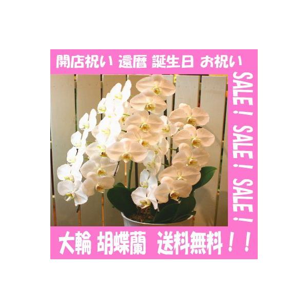 成人式の胡蝶蘭・記念日の胡蝶蘭・お祝いの胡蝶蘭・法人用ギフト胡蝶蘭・開店・開院の胡蝶蘭・お悔やみの胡蝶蘭・法事用の胡蝶蘭