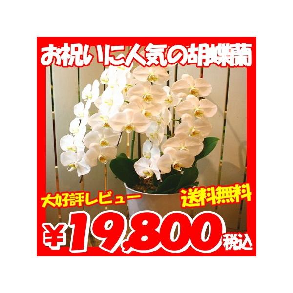 成人式の胡蝶蘭・記念日の胡蝶蘭・お祝いの胡蝶蘭・法人用ギフト胡蝶蘭・開店・開院の胡蝶蘭・お悔やみの胡蝶蘭・法事用の胡蝶蘭