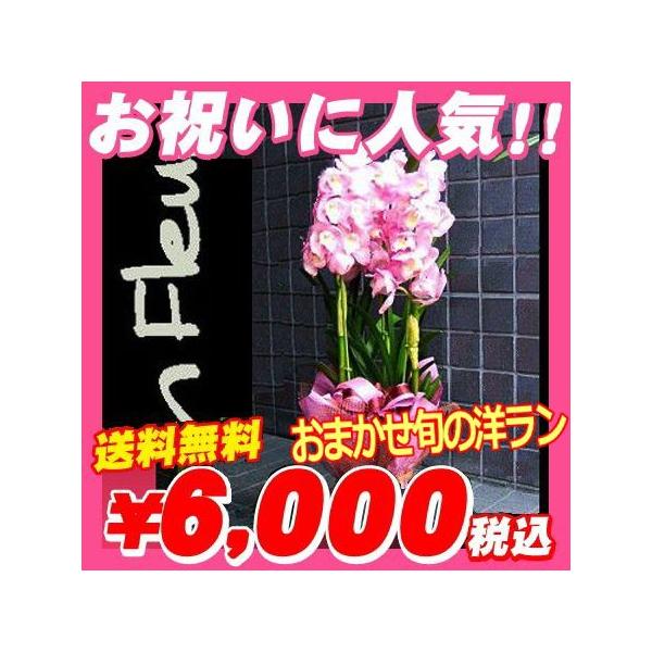 お祝の花ギフトに人気の胡蝶蘭　各種お祝いにお使いいただけます。胡蝶蘭　ギフトは各種お祝い、成人式、就任祝い、送別、お供え花　お供え、退職、定年退職、引っ越しお祝い、出産祝い、結婚式、成人式などにもお使いいただけます。お供え用、お盆、お供え花...