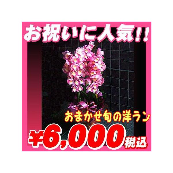 お祝の花ギフトに人気の胡蝶蘭　各種お祝いにお使いいただけます。胡蝶蘭　ギフトは各種お祝い、成人式、就任祝い、送別、お供え花　お供え、退職、定年退職、引っ越しお祝い、出産祝い、結婚式、成人式などにもお使いいただけます。お供え用、お盆、お供え花...