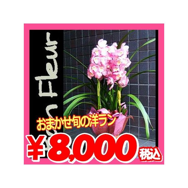 おまかせ特別価格の洋ランです。旬の洋ランを厳選してお送りいたします。胡蝶蘭　ギフトは各種お祝い、成人式、就任祝い、送別、お供え花　お供え、退職、定年退職、引っ越しお祝い、出産祝い、結婚式、成人式などにもお使いいただけます。お供え用、お盆、お...