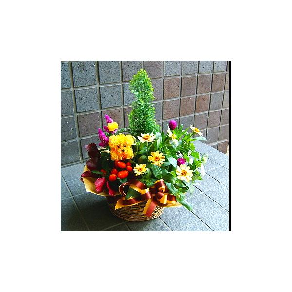 成人式　お祝いにも人気、お祝い、成人式などに人気のプランツアレンジメント。鉢植えなのでとっても長持ち！！来年の咲いて、毎年楽しめます。成人式　お祝いにも人気、お祝いの花ギフトにいかがでしょうか？季節のお花と観葉植物で作った花鉢の詰め合わせバ...