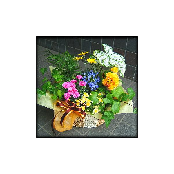 成人式　お祝いにも人気、お祝い、成人式などに人気のプランツアレンジメント。　鉢植えなのでとっても長持ち！！来年の咲いて、毎年楽しめます。成人式　お祝いにも人気、お祝いの花ギフトにいかがでしょうか？季節のお花と観葉植物で作った花鉢の詰め合わせ...