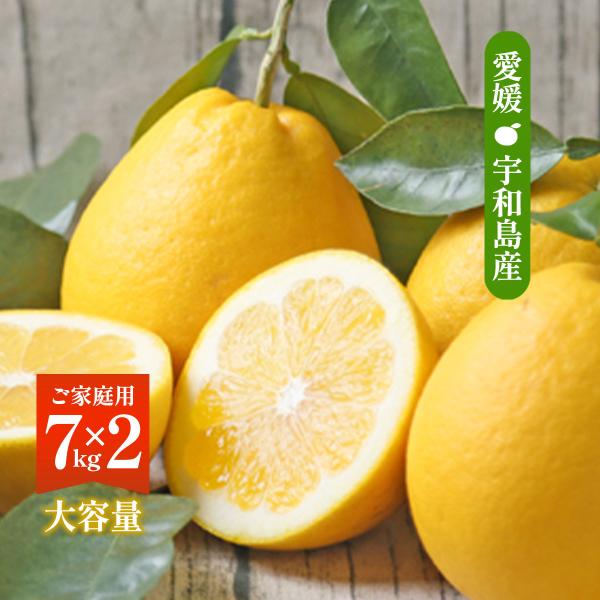 原材料:宇和島ゴールド産地:日本内容量:7kg×2温度帯:常温アレルギー表示:なしメーカー名:株式会社矢野青果  愛媛県宇和島市明倫町4-5-1◆商品説明◆※こちらの商品は、4月上旬〜順次発送となります。※青果の為、生育状況によっては発送時...